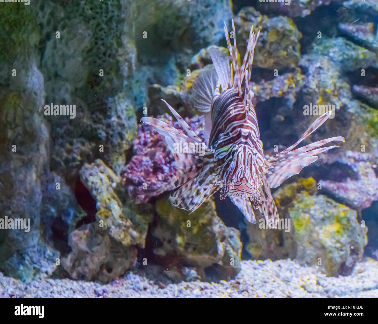 lionfish head a closeup from the front a dangerous and venemous ...