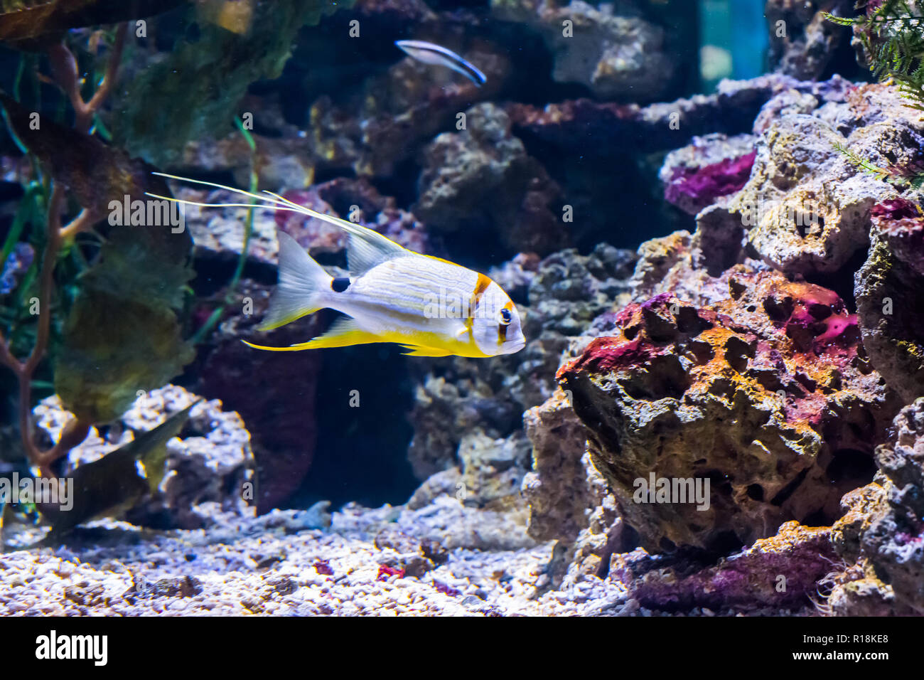 Banded anglefish hi-res stock photography and images - Alamy