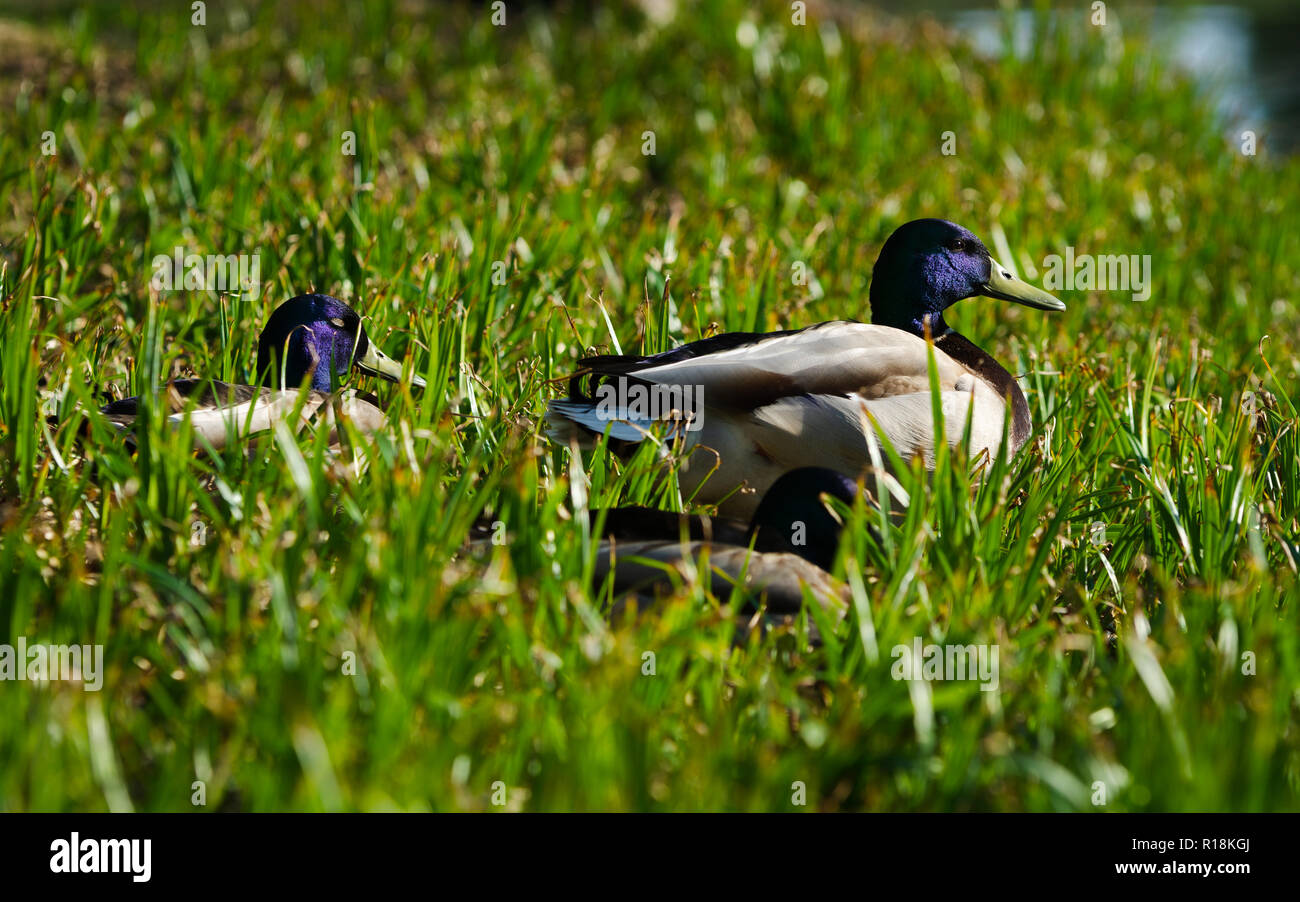 Chilling in the sun hi-res stock photography and images - Alamy