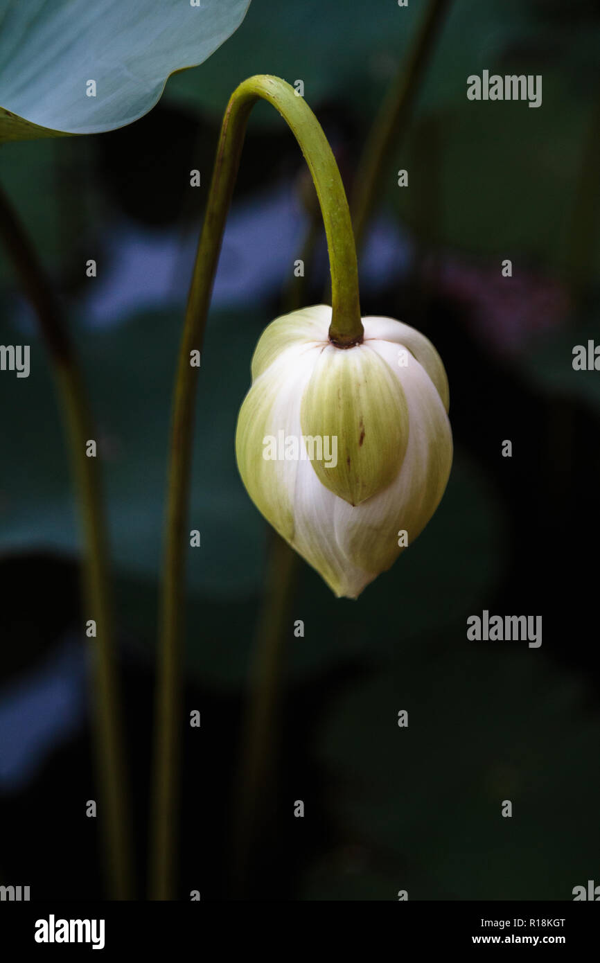 Young lotus flowers hi-res stock photography and images - Alamy