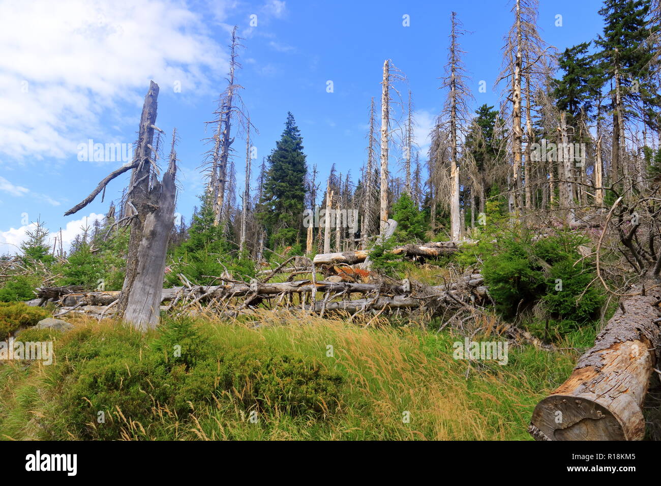 Bark Beetle Wood in the Harz Mountains in Germany Stock Photo - Alamy