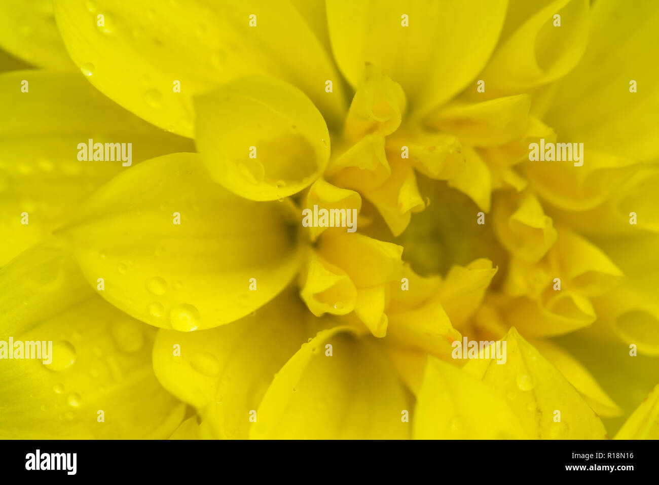 macro capture of yellow flower with water drops Stock Photo - Alamy