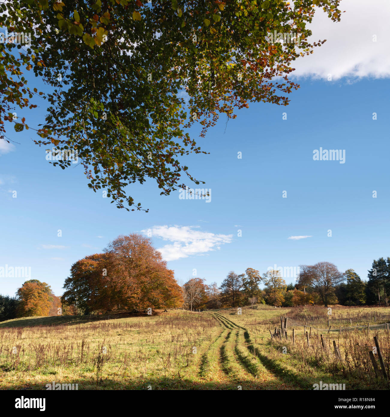Copse Stand Trees High Resolution Stock Photography and Images - Alamy