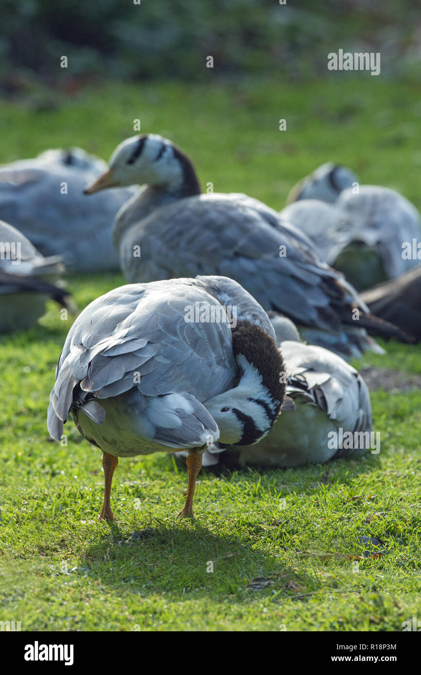 Bar-headed Geese (Anser indicus Stock Photo - Alamy