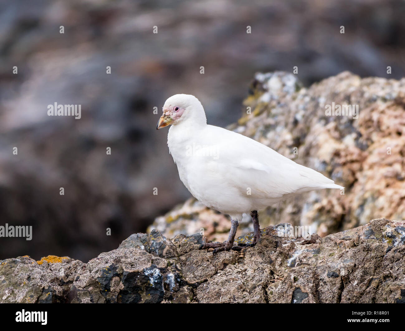 Chionis hi-res stock photography and images - Alamy