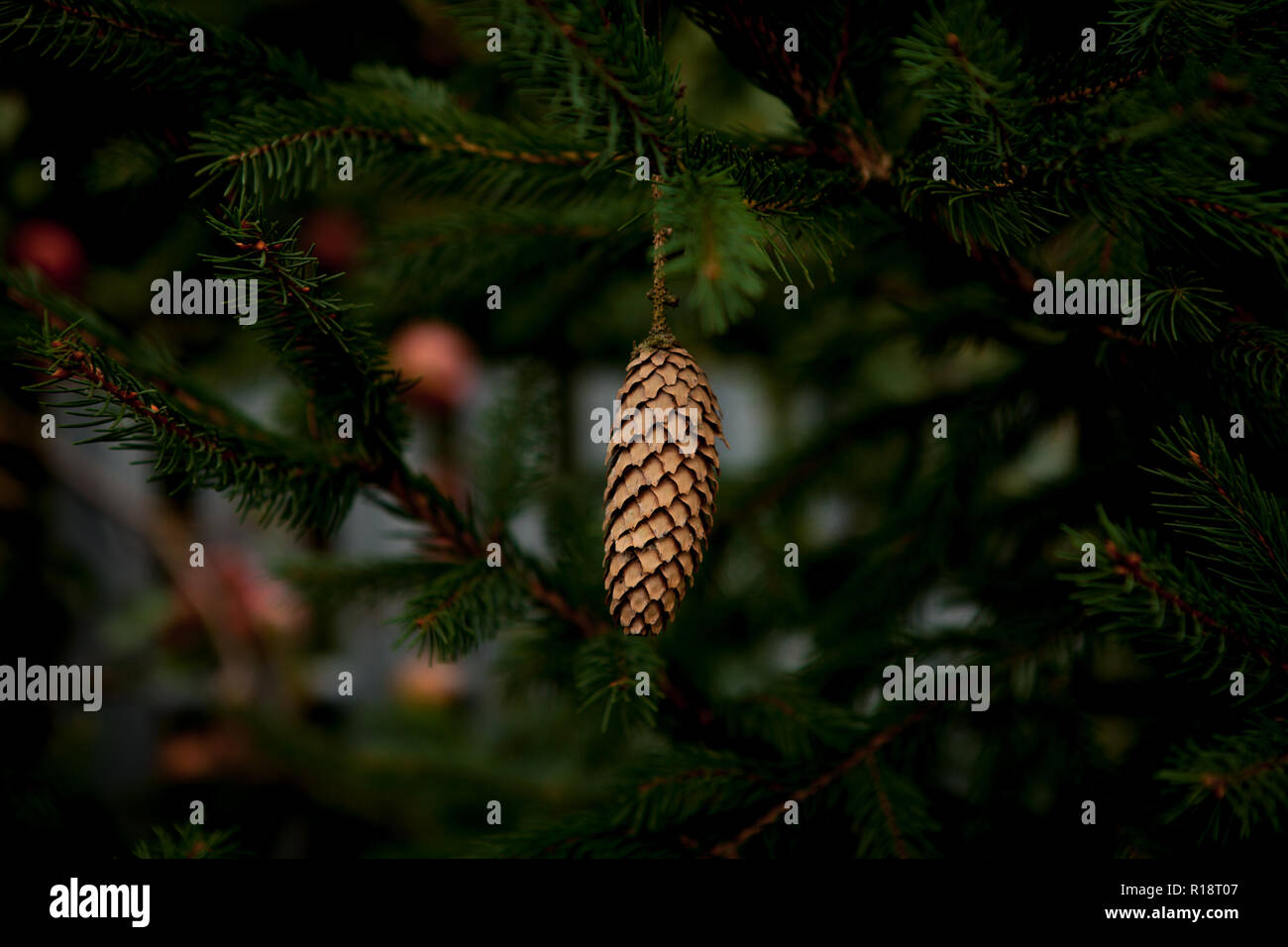 Little bumps on a fir-tree close-up. Bumps on a tree Stock Photo - Alamy