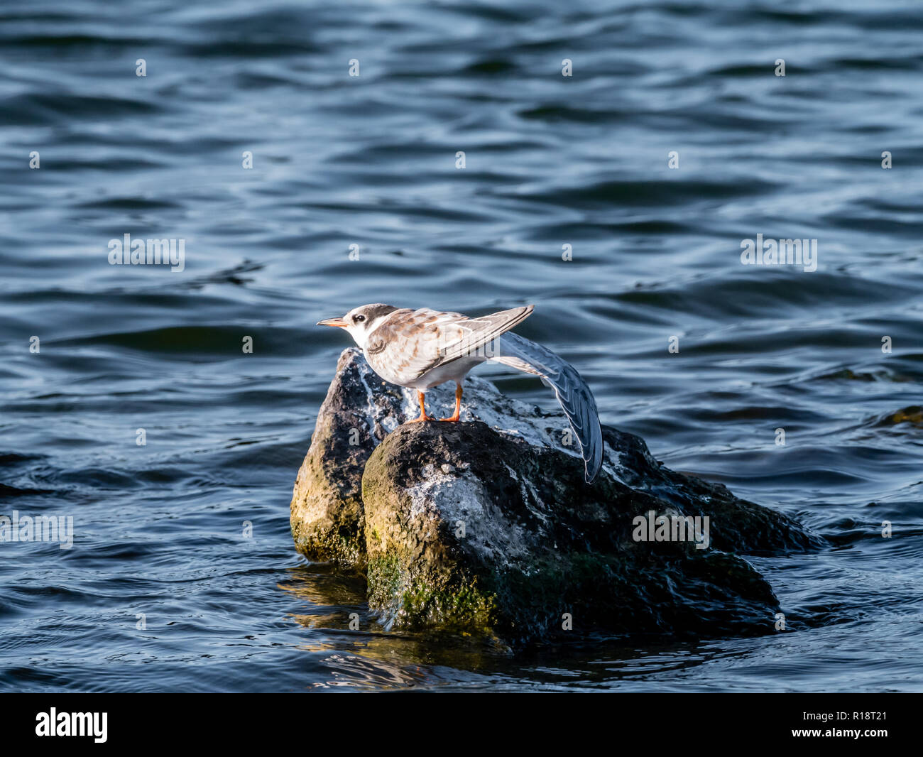 Common tern, Sterna hirundo, juvenile stretching wing standing on rock ...