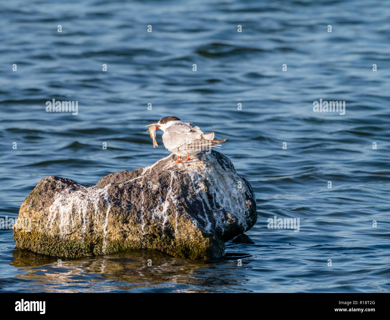 Tern beak fish hi-res stock photography and images - Alamy