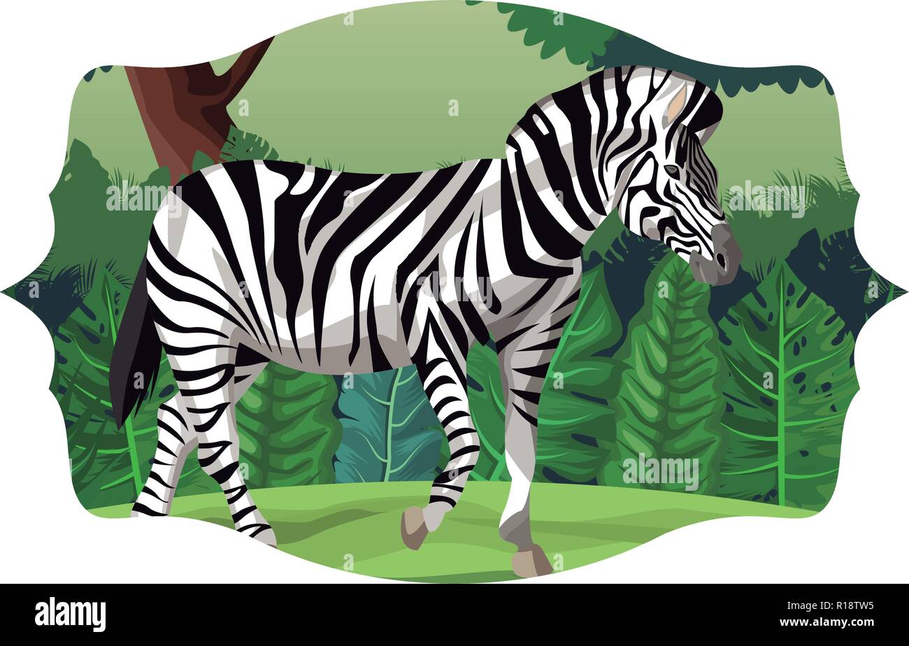 Zebra wild animal in forest label frame vector illustration graphic ...