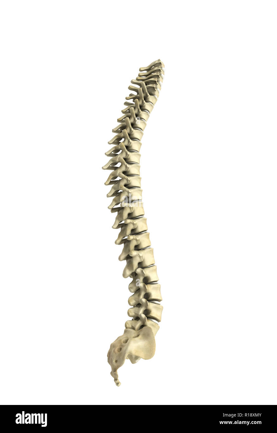 human spine 3d render on white background Stock Photo - Alamy