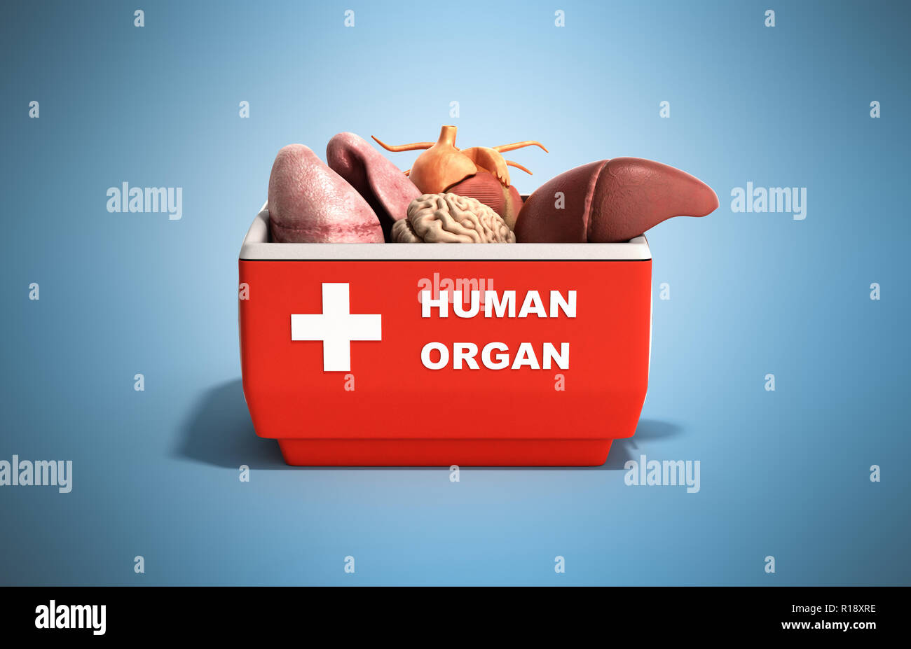 Human Organ Box High Resolution Stock Photography and Images - Alamy