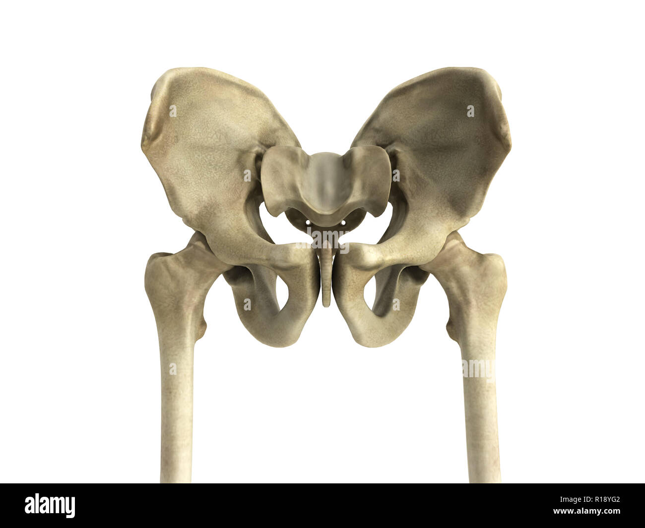 3D rendering medical illustration of the pelvis bone Stock Photo - Alamy