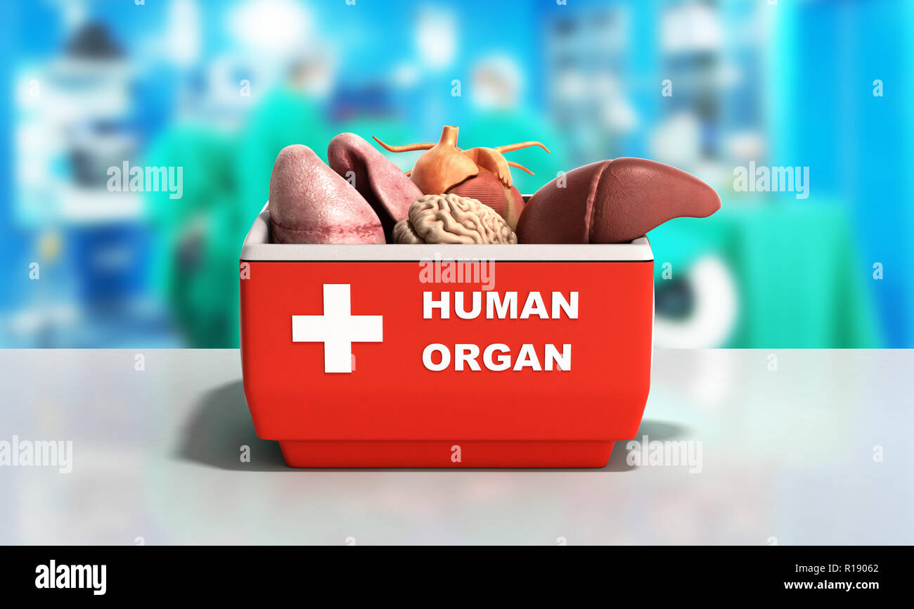 organ transportation concept open human organ refrigerator box red 3d ...