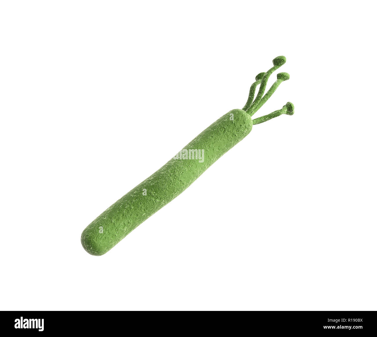 Helicobacter pylori microscope hi-res stock photography and images - Alamy