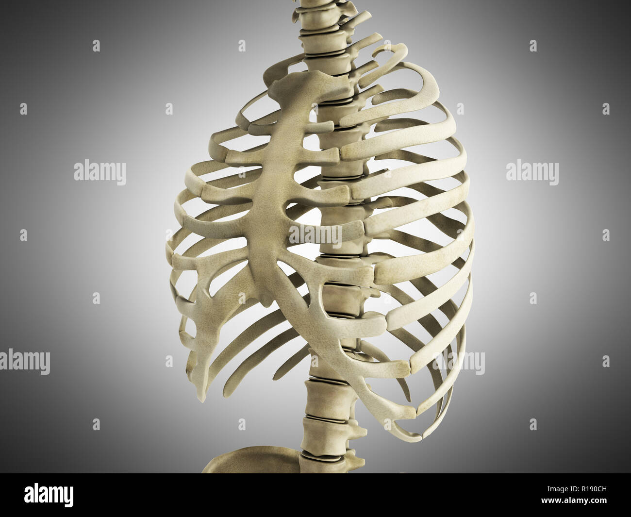 Vertebral Column And Ribs 6.4: The Vertebral Column Medicine