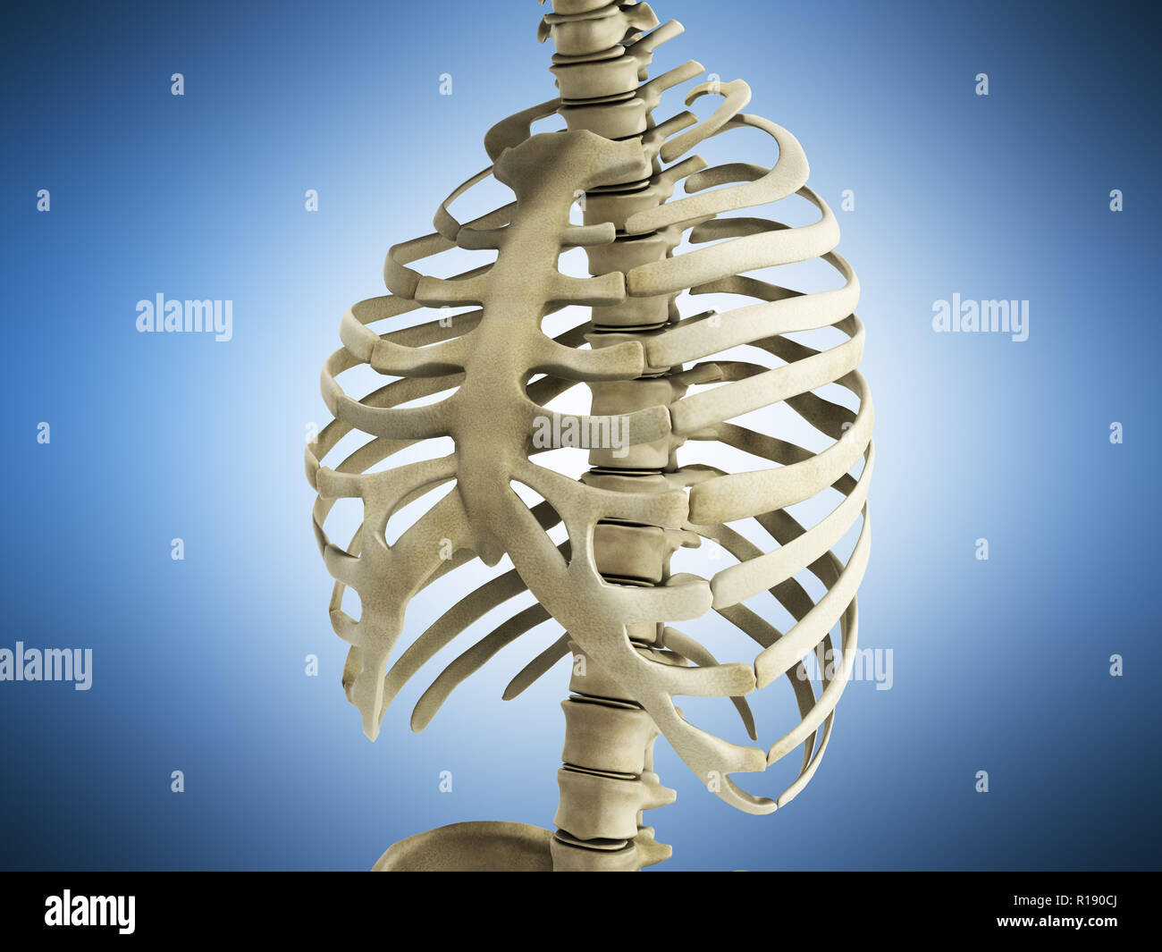 uman Skeleton Ribs with vertebral column Anatomy Anterior view 3D ...