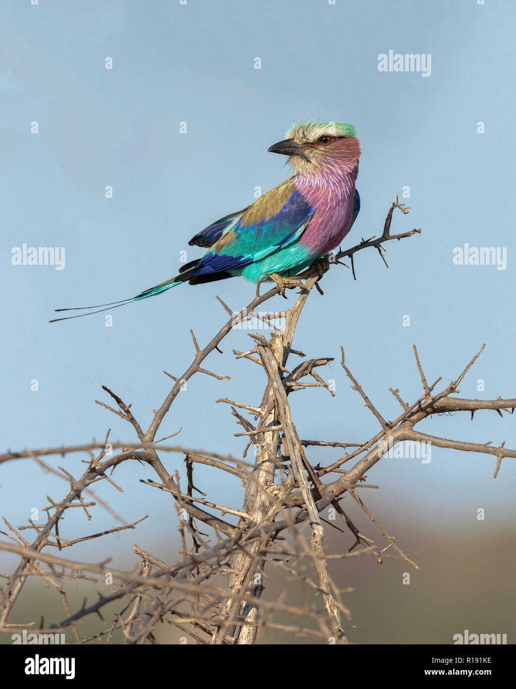 Beautiful colorful african lilac breasted roller bird in tree hi-res ...