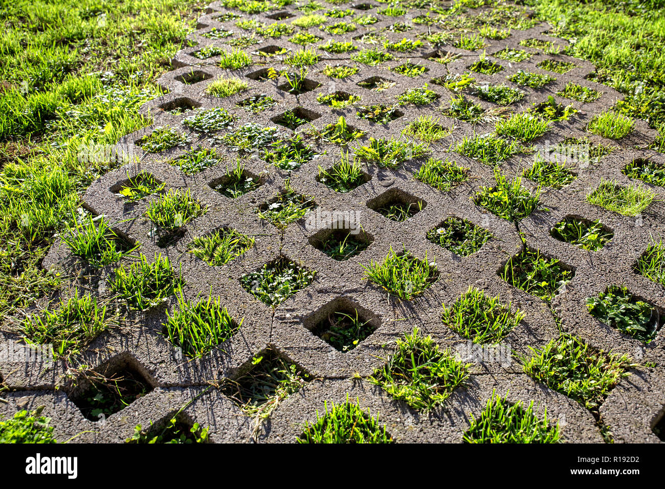 Top view ornamental grass plant hi-res stock photography and images - Alamy