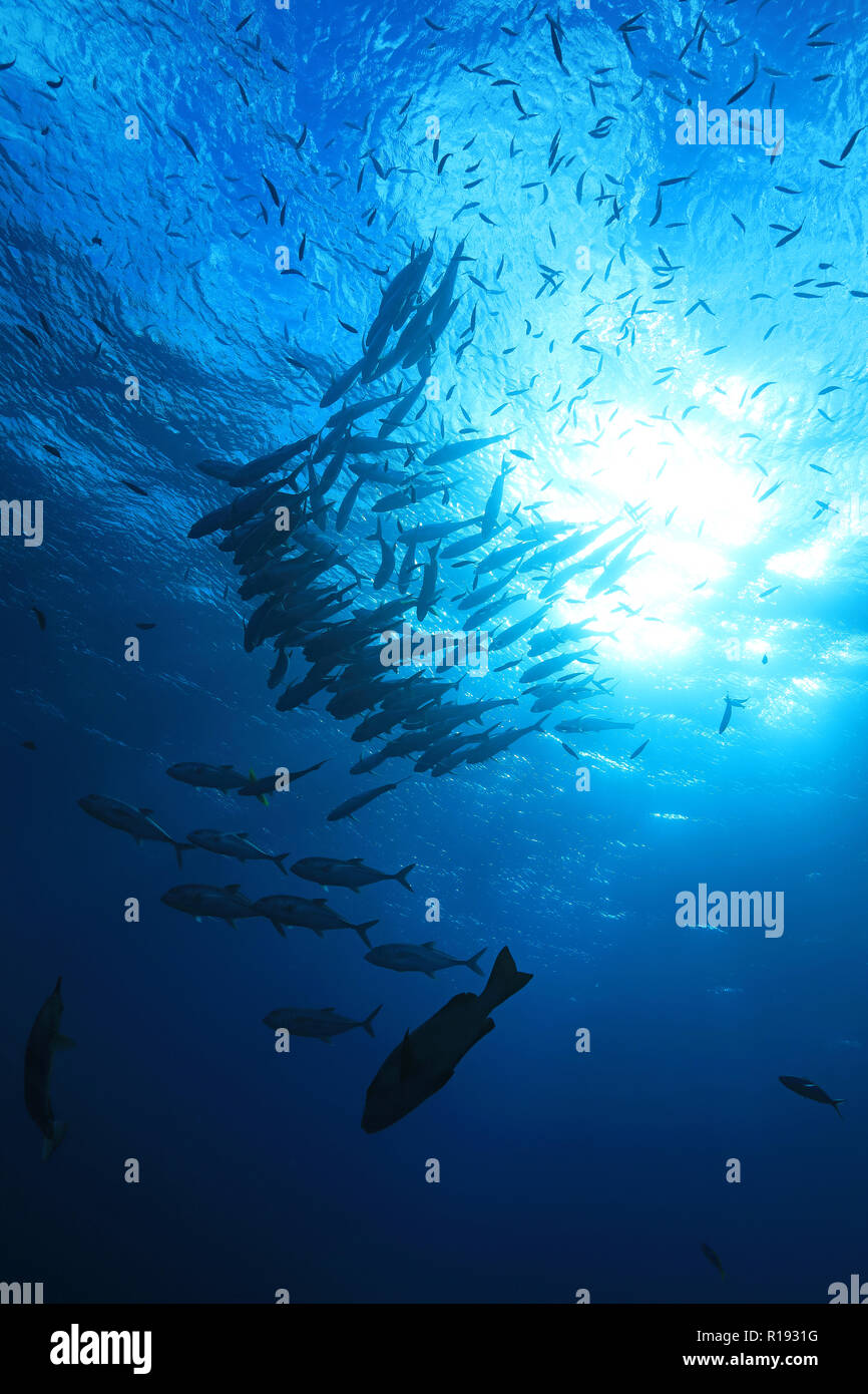 Shoal of fish underwater in the blue waters of the Great Barrier Reef ...