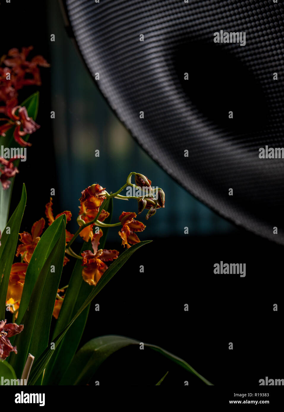 Beauty flash hi-res stock photography and images - Alamy