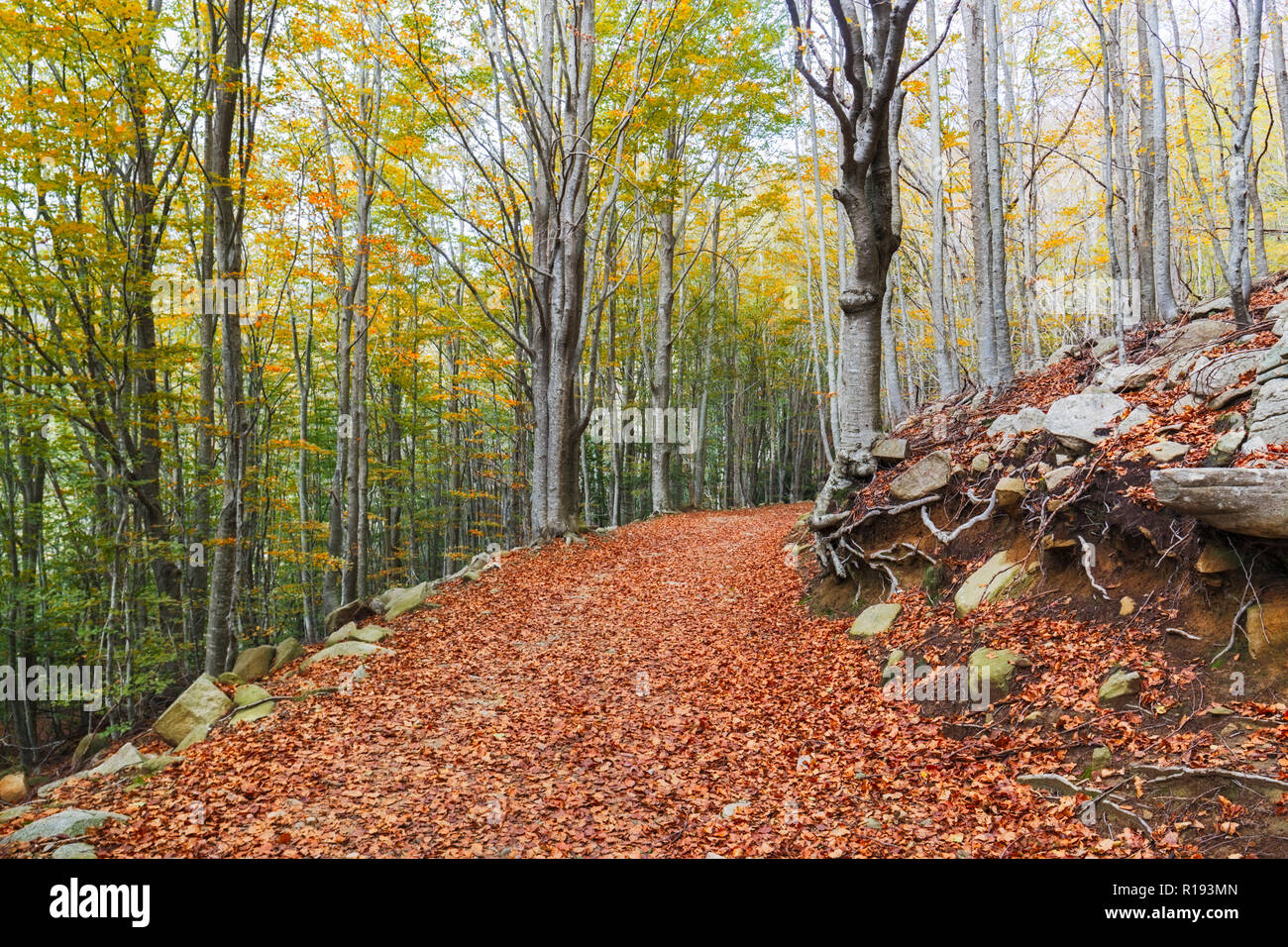 Autumn Beech Forest in the Montseny Natural Park, Catalonia Stock Photo ...