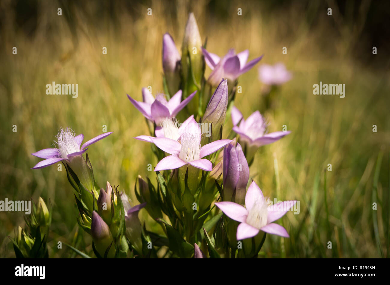 Group of white and lilac flowers Stock Photo - Alamy