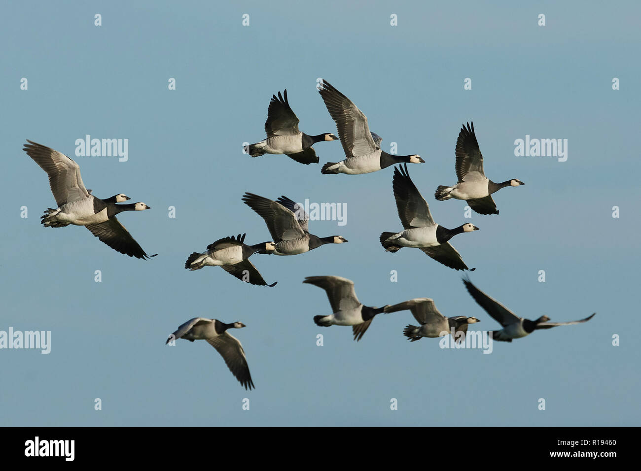 Barnacle geese in flight in their habitat in Denmark Stock Photo - Alamy
