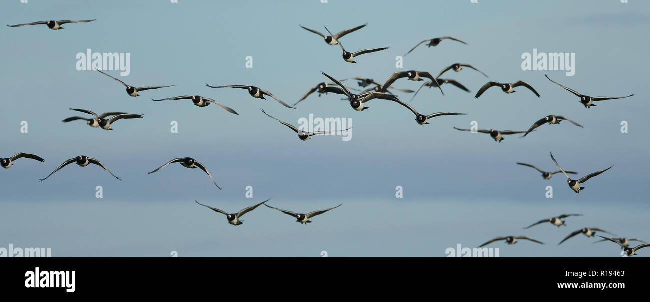 Barnacle geese in flight in their habitat in Denmark Stock Photo - Alamy