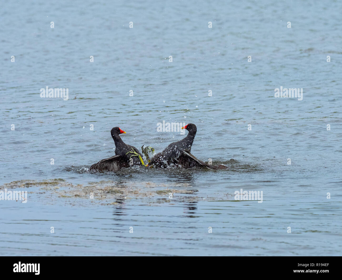 Male Moorhens fighting on lake Stock Photo - Alamy