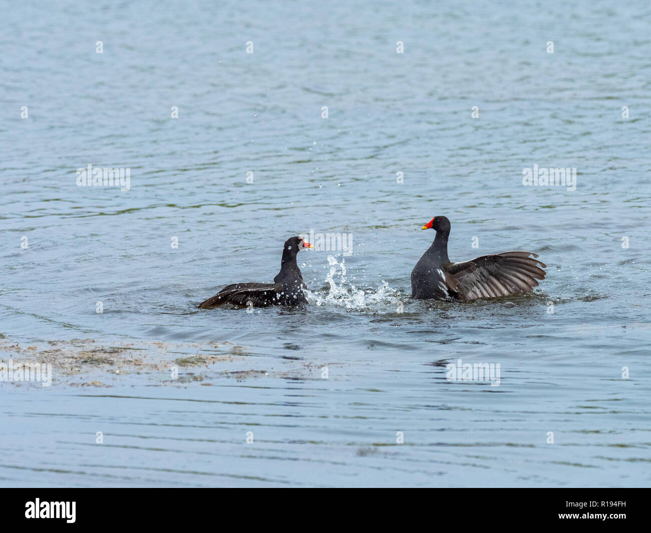 Male Moorhens fighting on lake Stock Photo - Alamy