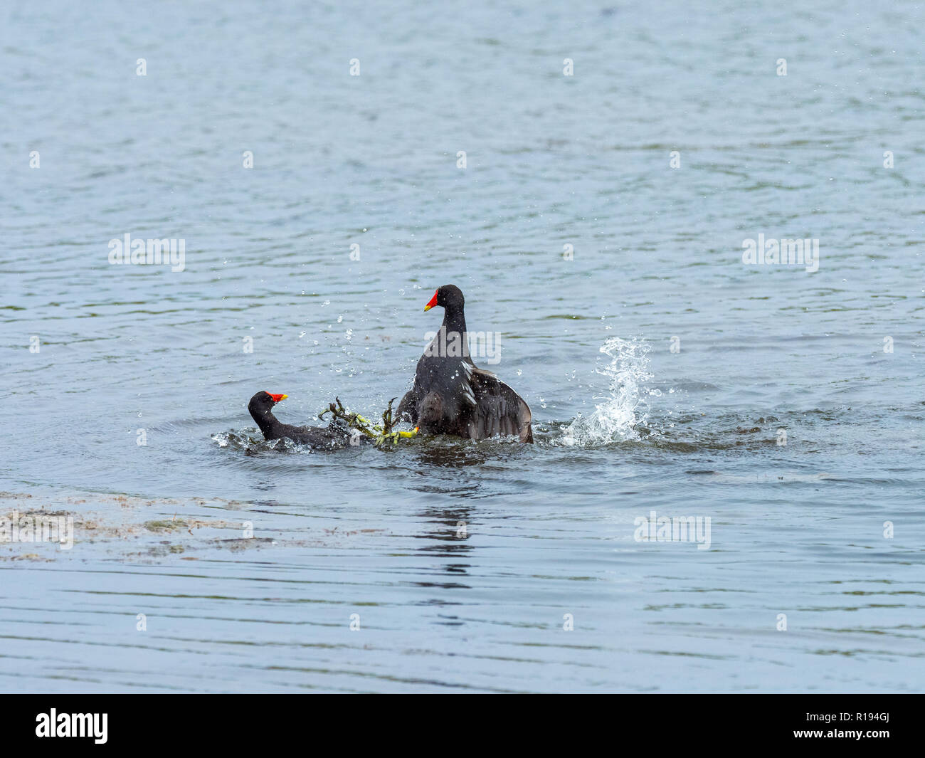 Male Moorhens fighting on lake Stock Photo - Alamy
