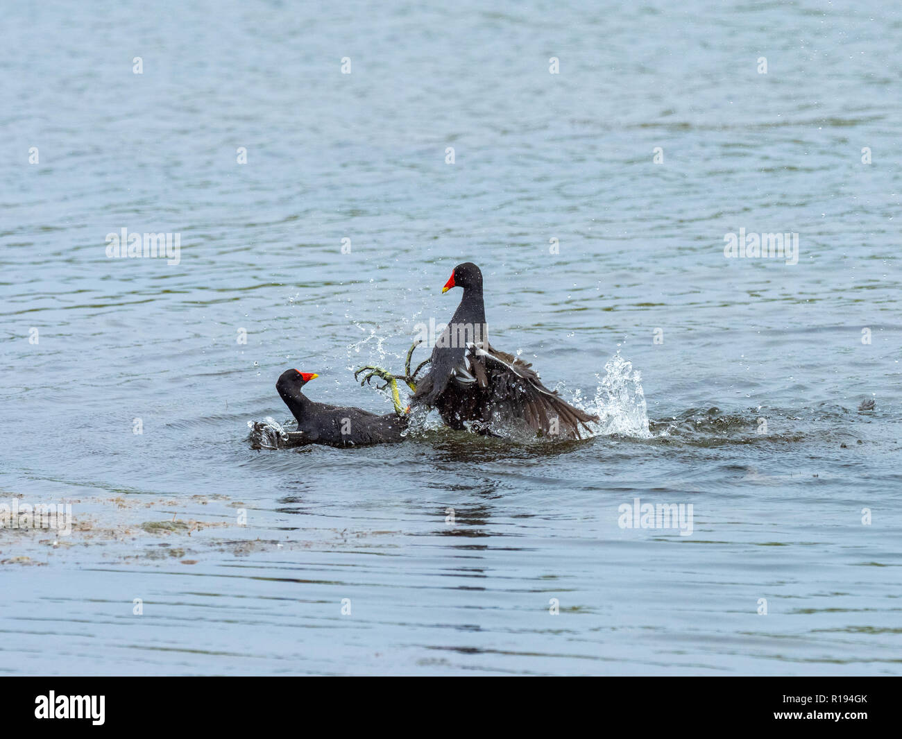 Male Moorhens fighting on lake Stock Photo - Alamy