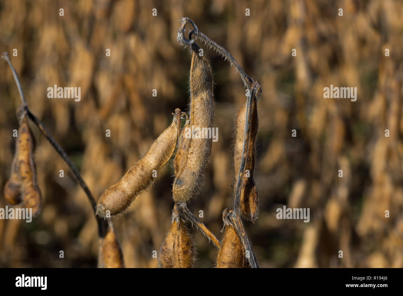 Harvest ready field of soybeans in the morning sun Stock Photo - Alamy