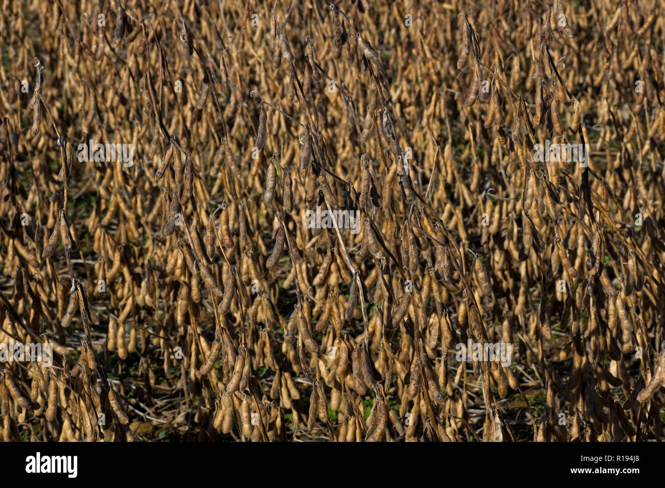 Harvest ready field of soybeans in the morning sun Stock Photo - Alamy