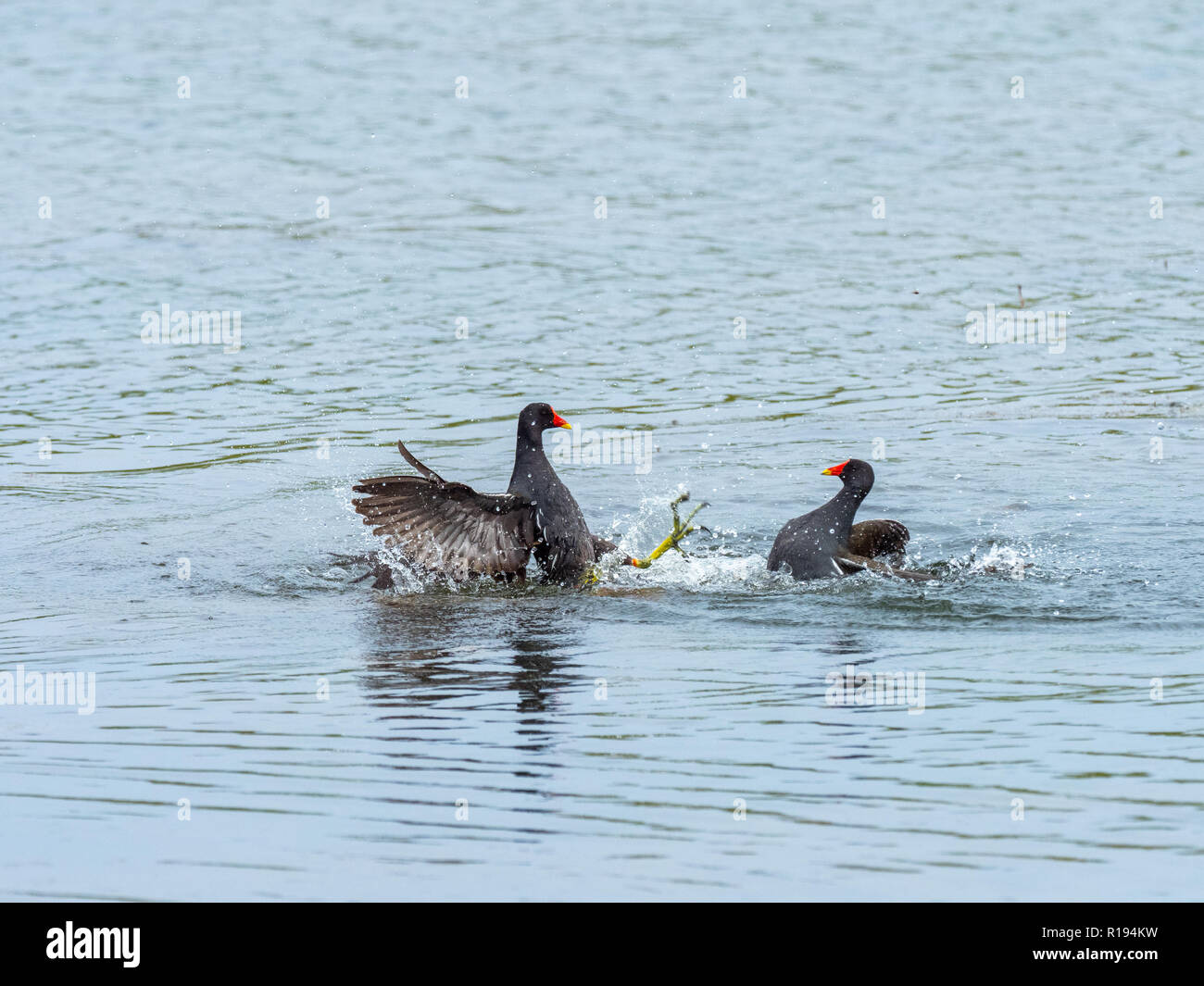 Male Moorhens fighting on lake Stock Photo - Alamy