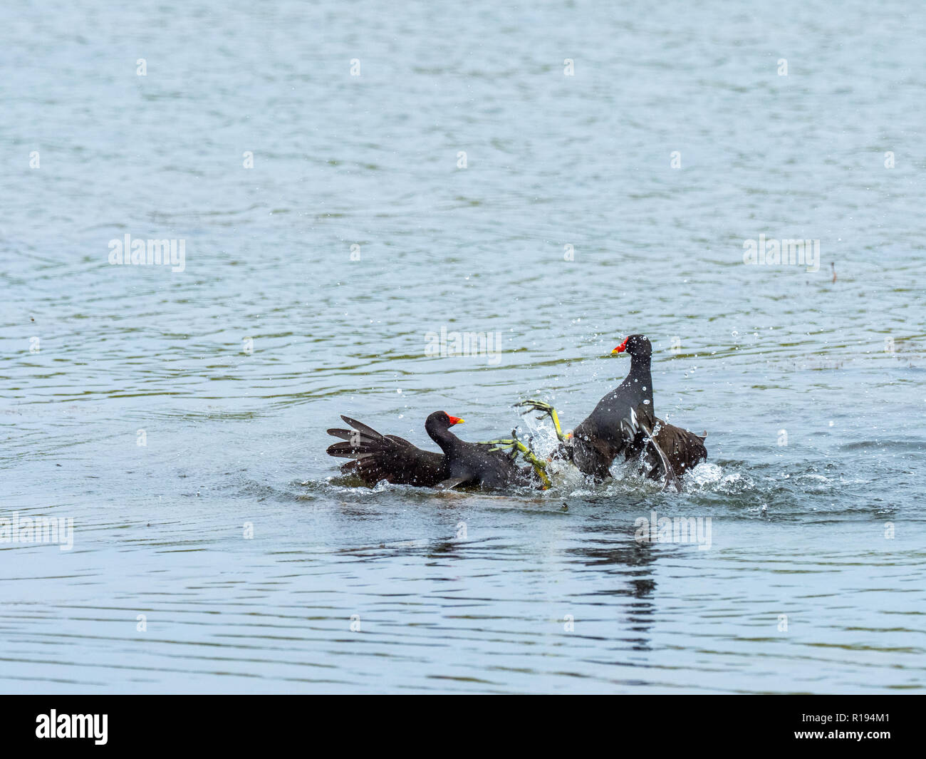 Male Moorhens fighting on lake Stock Photo - Alamy