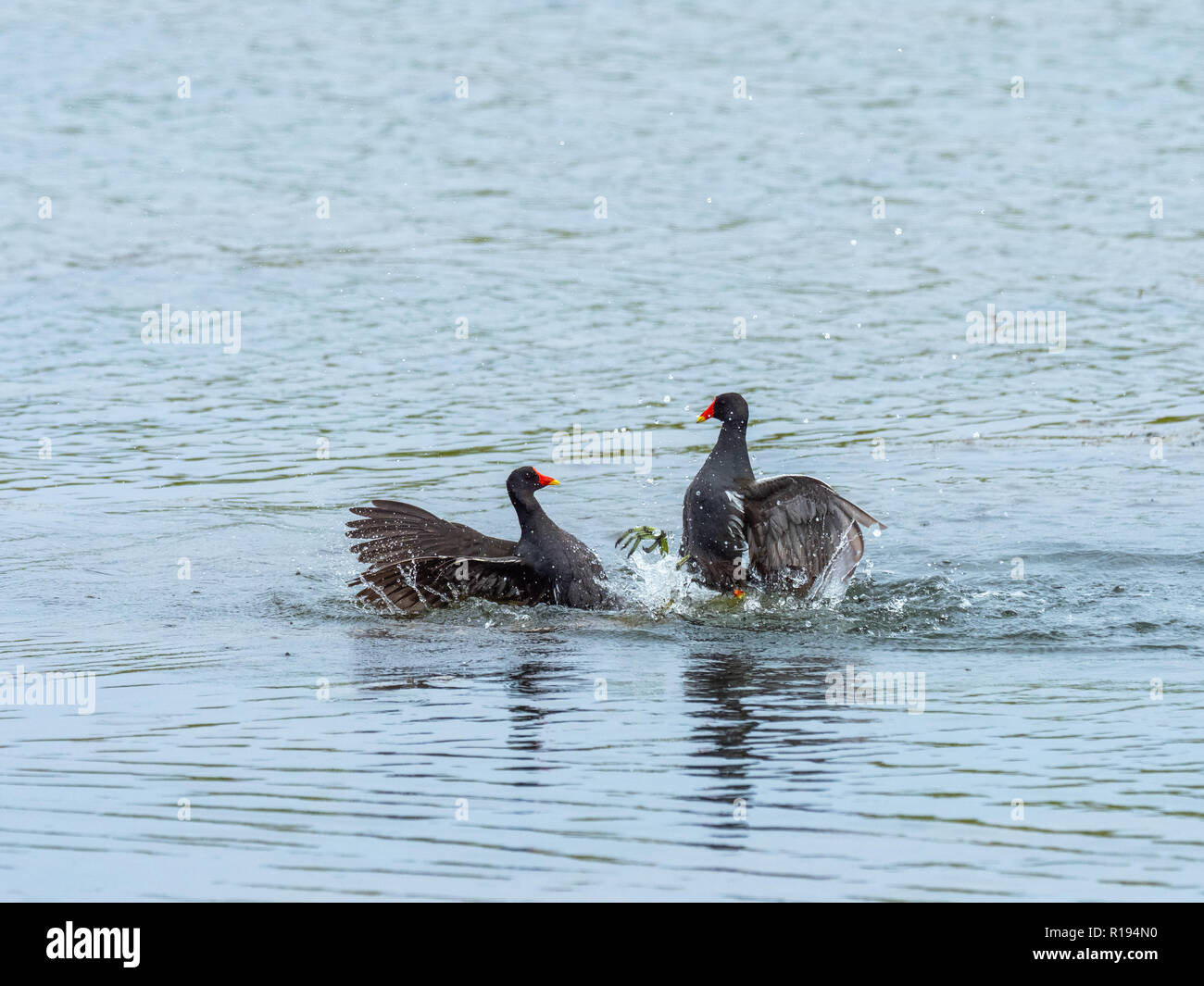 Eurasian Coots Fighting High Resolution Stock Photography and Images ...