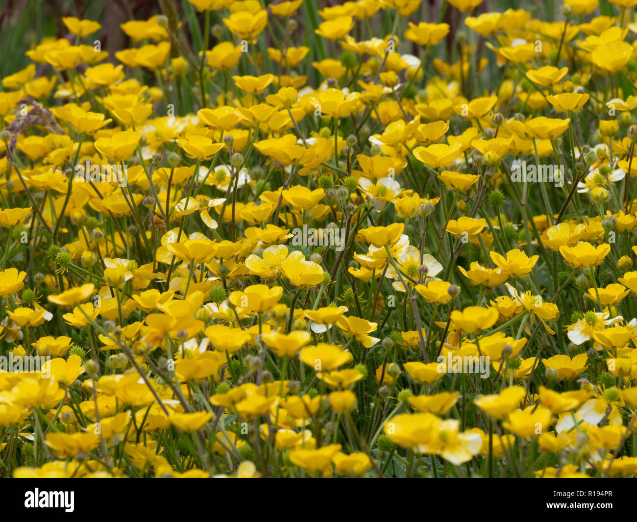 Buttercups field wildflower hi-res stock photography and images - Alamy