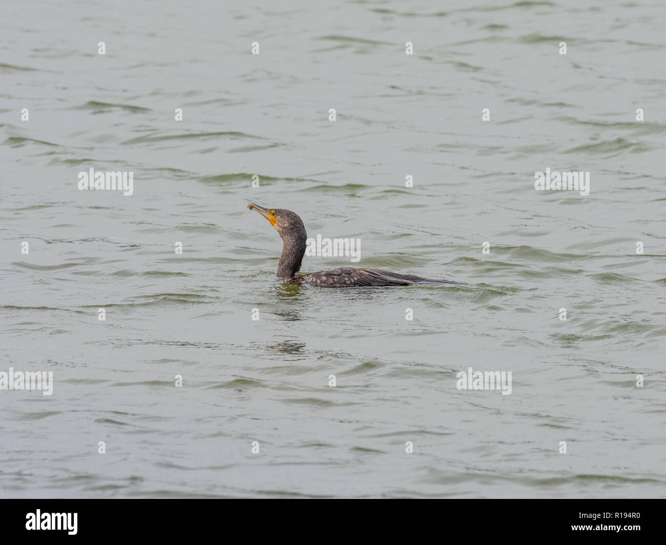 Kormorant hi-res stock photography and images - Alamy