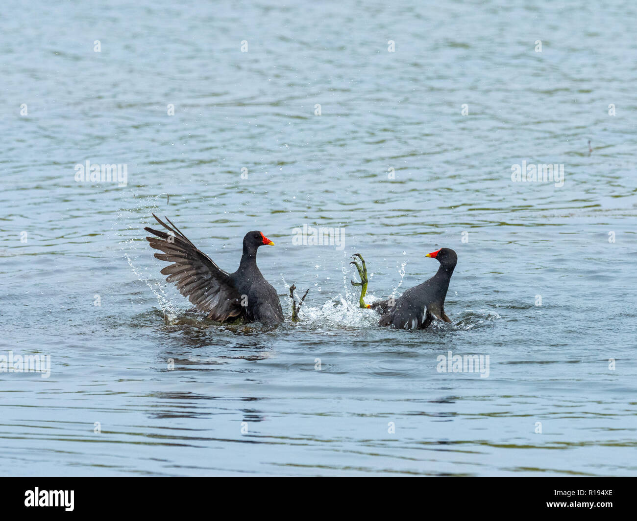 Male Moorhens fighting on lake Stock Photo - Alamy