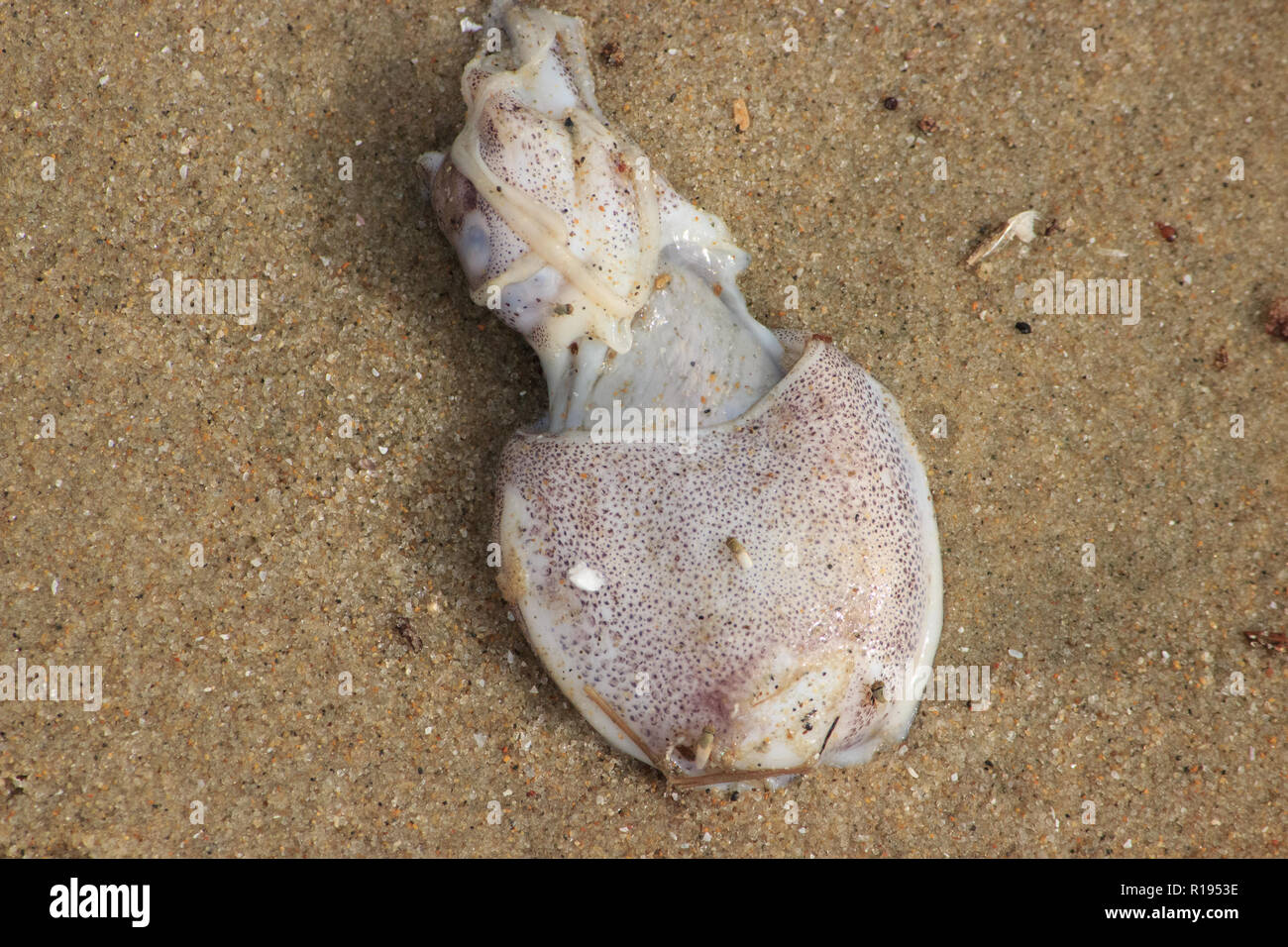 dead squid washed up on the beach asia Stock Photo - Alamy