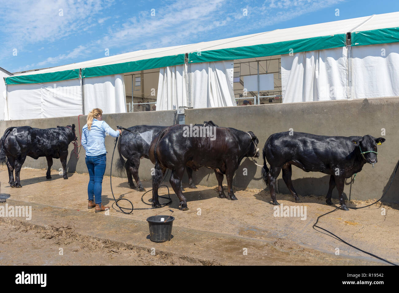 Cooling down and a clean up for cattle at the Great Yorkshire Show ...
