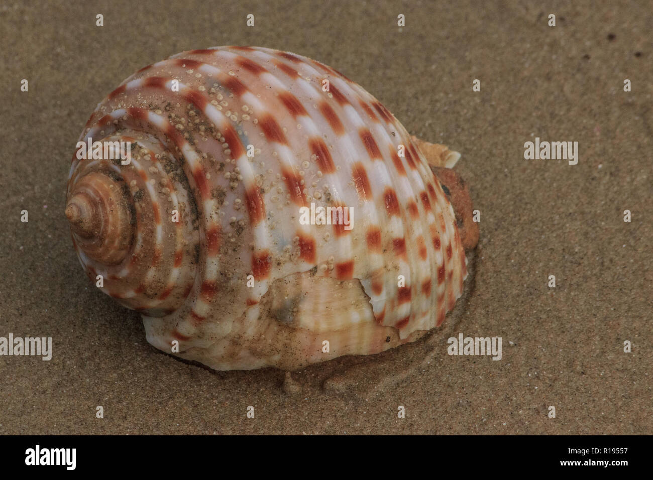 beautiful spotted shell washed up on the beach asia Stock Photo - Alamy