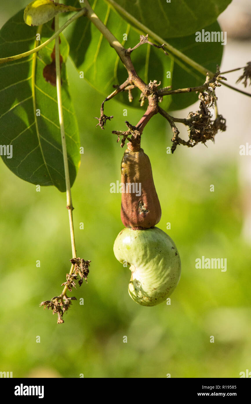 Cashew plantation hi-res stock photography and images - Alamy