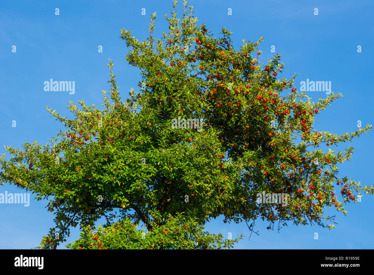Fruit tree for full sun hi-res stock photography and images - Alamy