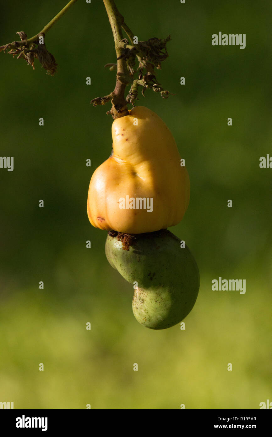 Cashew plantation hi-res stock photography and images - Alamy