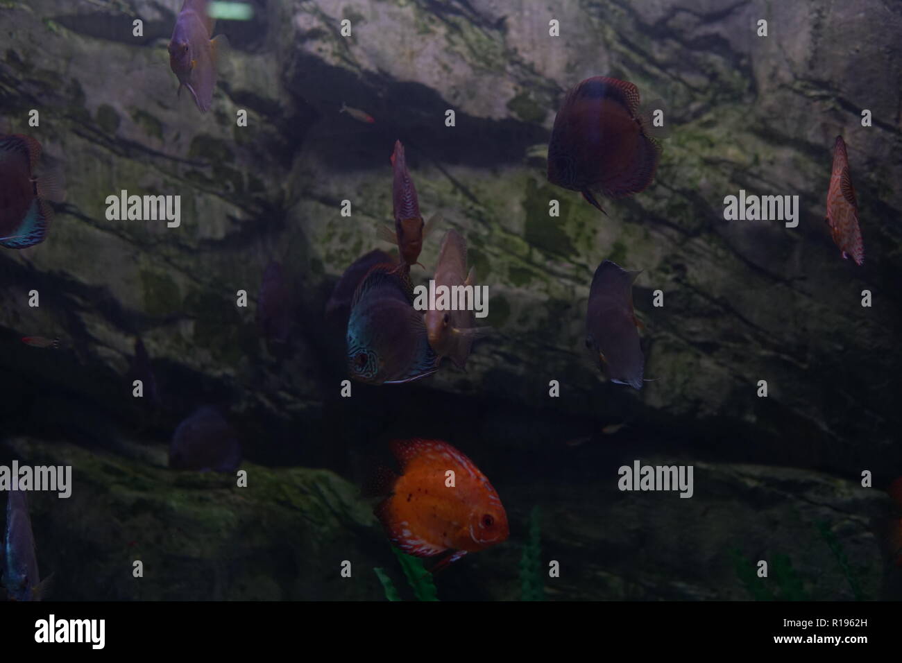 fish in the river and sea water aquarium fishing Stock Photo - Alamy