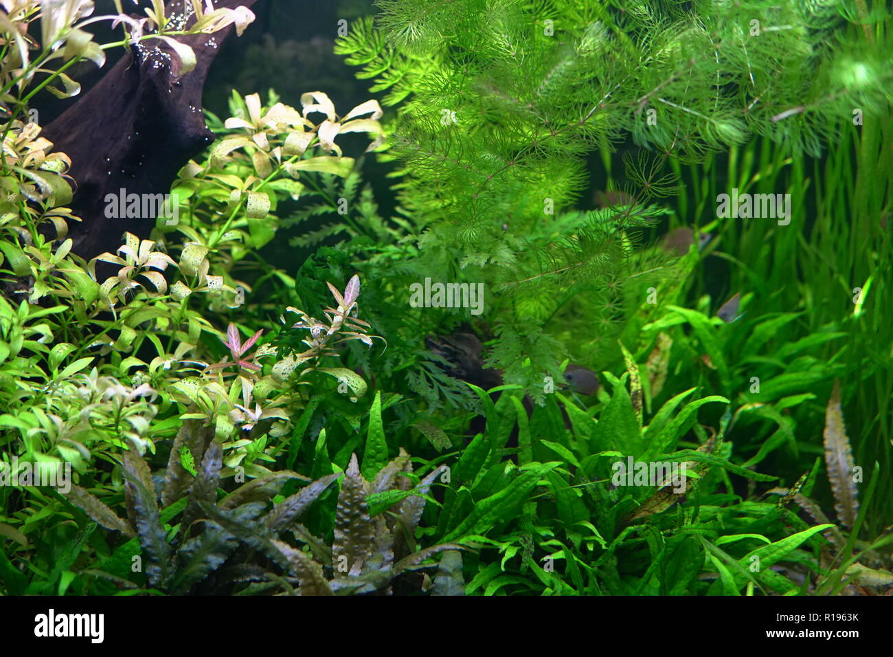 fish in the river and sea water aquarium fishing Stock Photo - Alamy