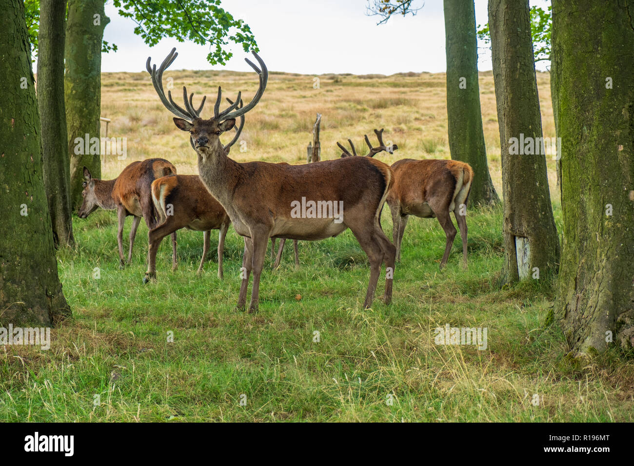 Red Deer in the Red Deer Sanctuary of Lyme Park, Peak District in ...