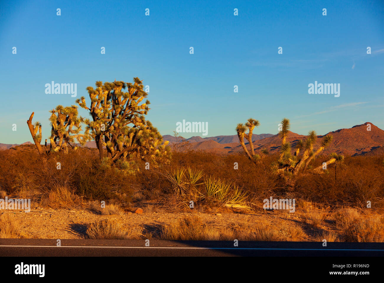 Joshua Trees along U.S. Highway 93 in Arizona, USA Stock Photo - Alamy